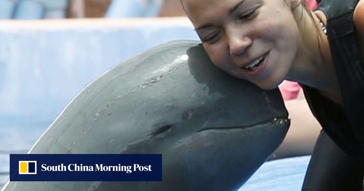 Myanmar’s friendly Irrawaddy dolphins, on brink of extinction, are ...