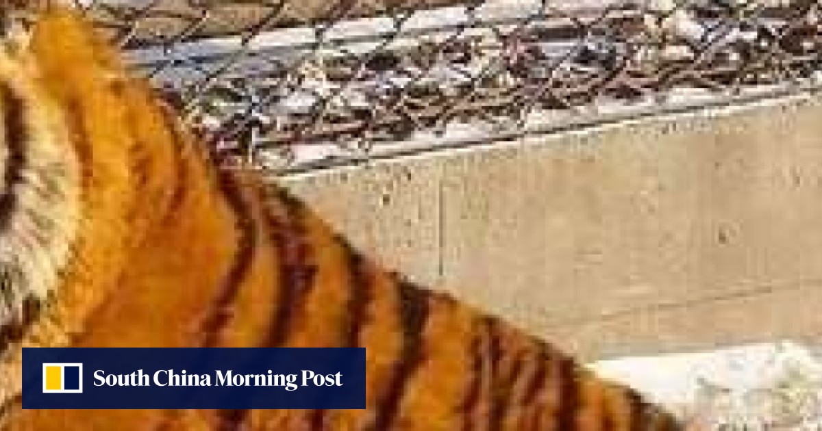 ‘Obese’ Siberian tigers in China zoo raise giggles but also health ...