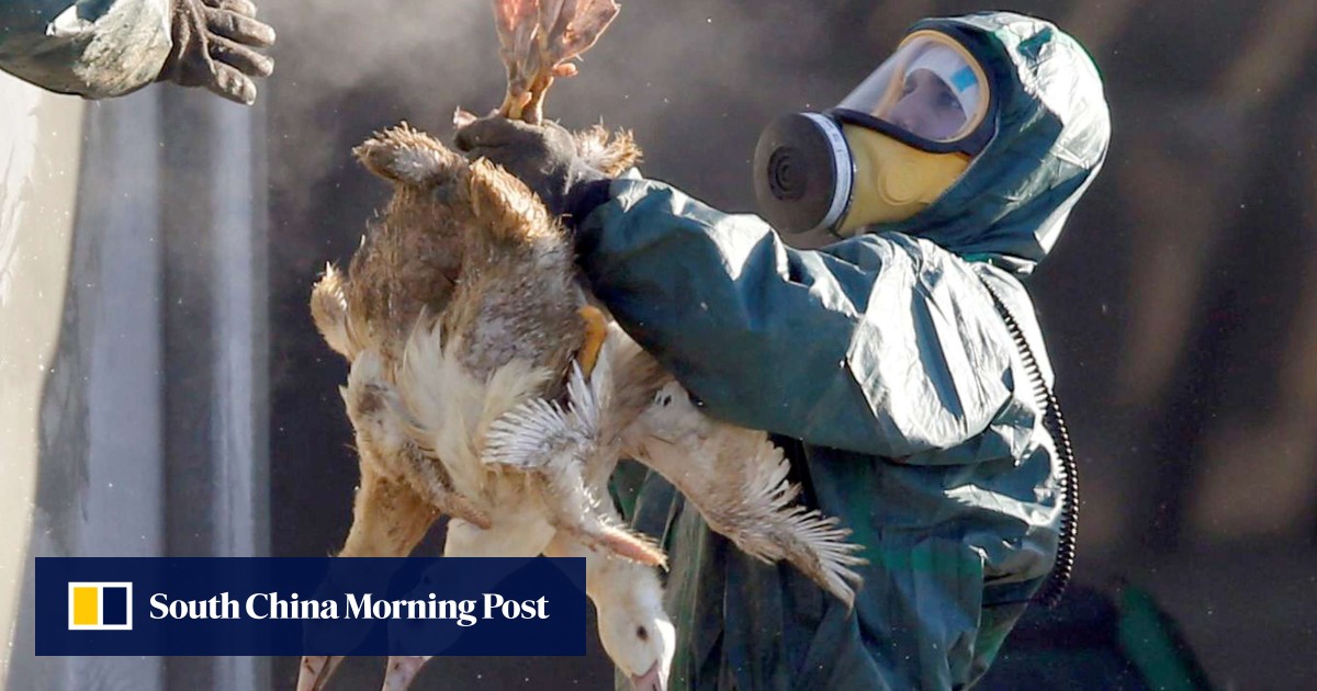 Duck cull hits French foie gras production, as bird flu spreads | South ...