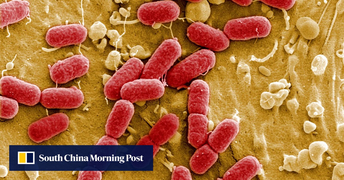 WHO warns of 12 superbugs which can kill millions of people | South ...