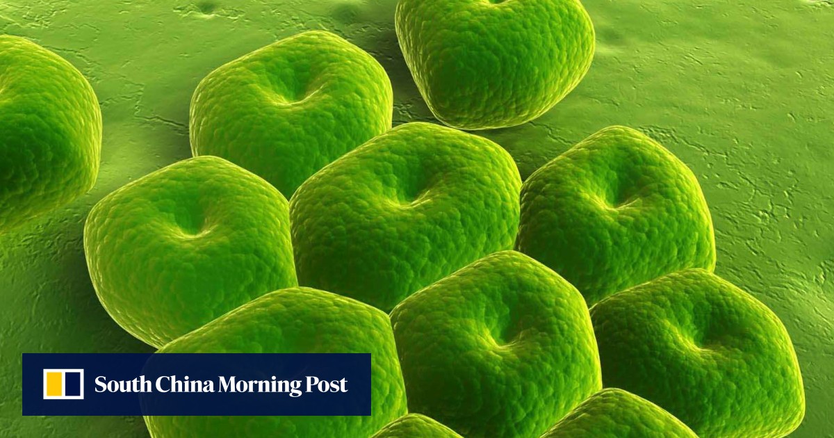 In pictures: the 12 most deadly superbugs | South China Morning Post