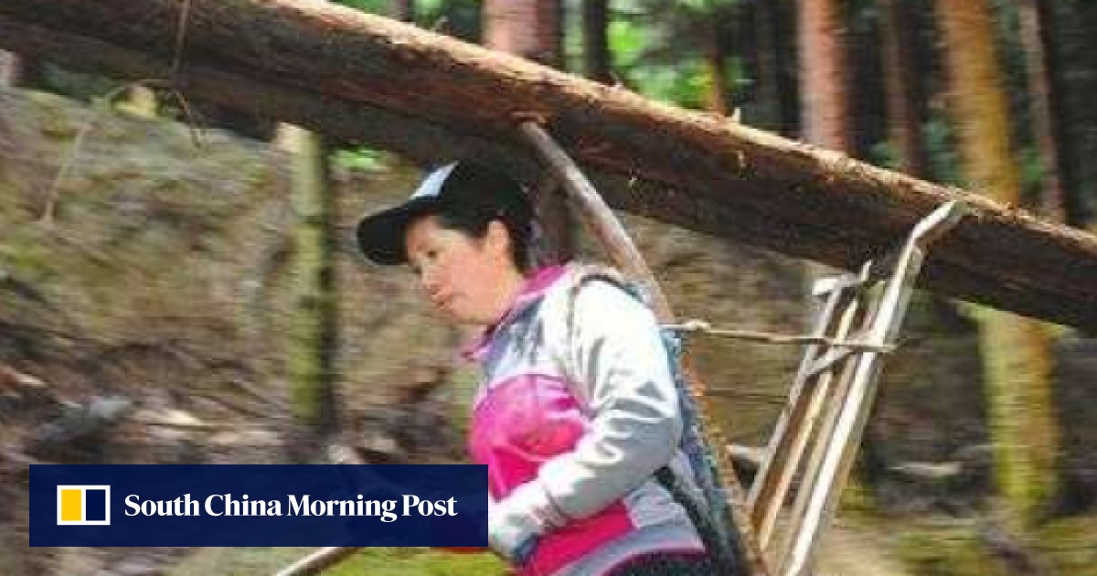 A day in the life of a logger in the deep forests of China | South ...