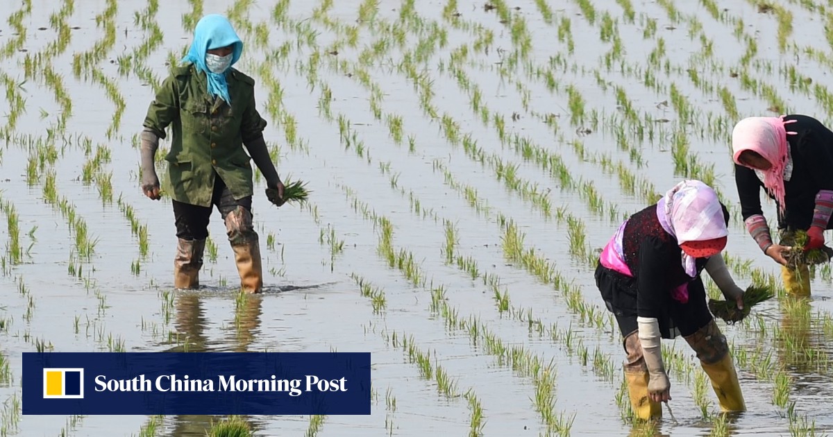 Where did that rice in your bowl originally come from? | South China ...