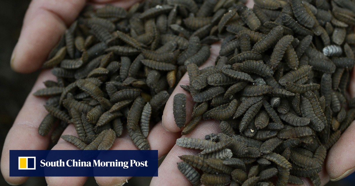 How maggots can put China’s mountains of food waste to good use | South ...