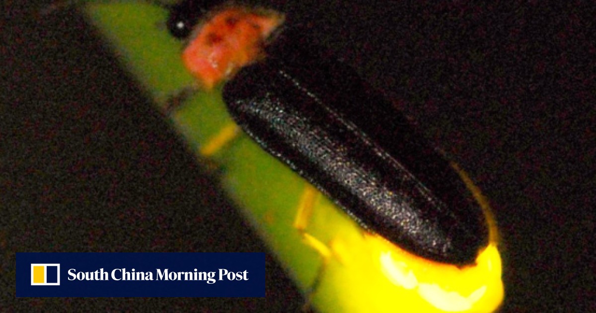 Sale of fireflies ‘banned’ on Chinese online shopping sites | South ...