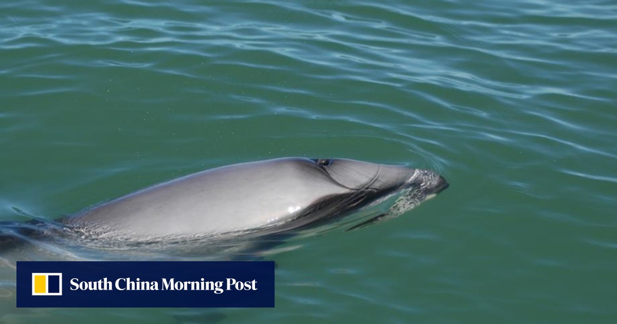 New Zealand scientists to eavesdrop on Maui dolphins for answers on ...