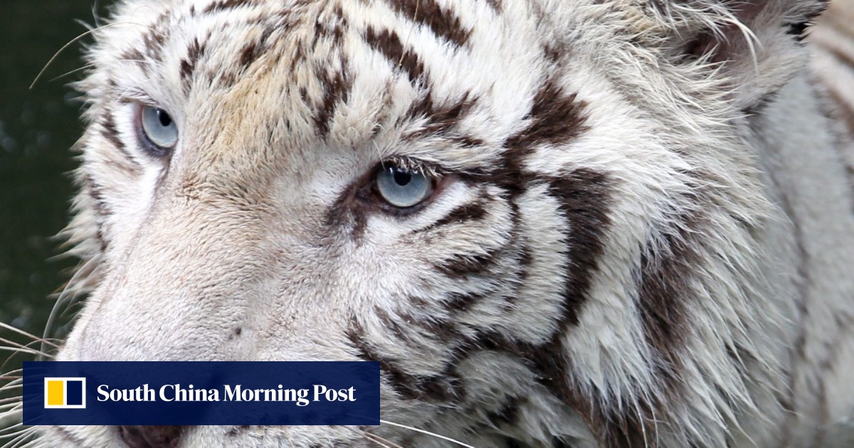 Skin cancer and deteriorating quality of life forces Singapore Zoo to ...