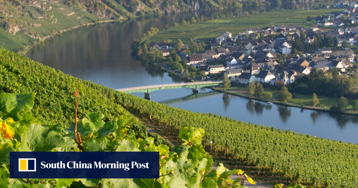Grapes meet slate in powerful, rich, complex Mosel rieslings | South ...