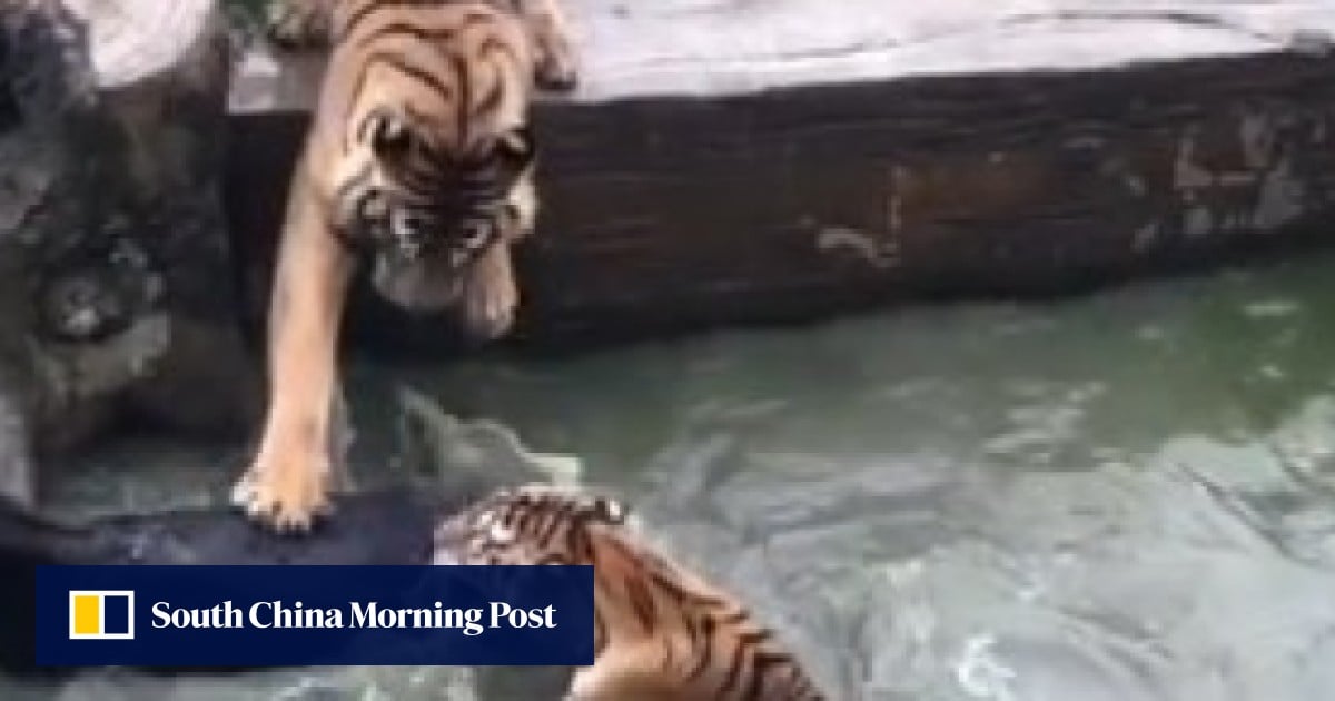 China’s terrible zoos and why they’re still thriving | South China ...