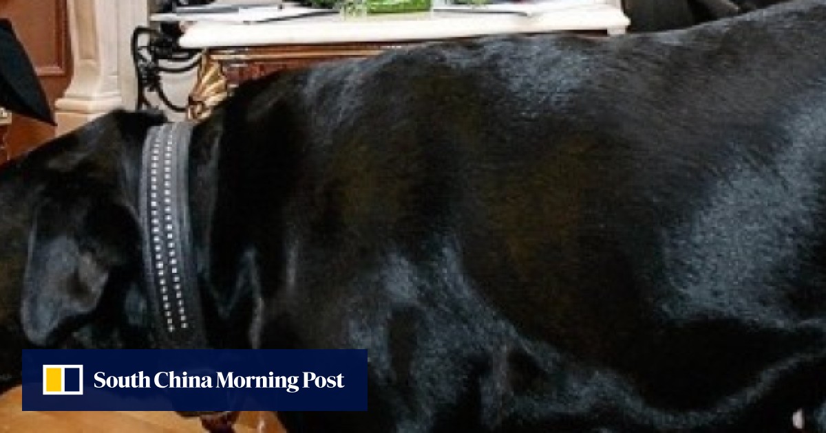 Analysis: That time Putin terrified Merkel with his dog, and other ...