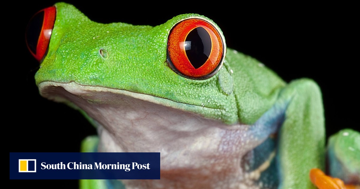 ‘Opportunist’ frogs flourished in wake of extinction of dinosaurs ...