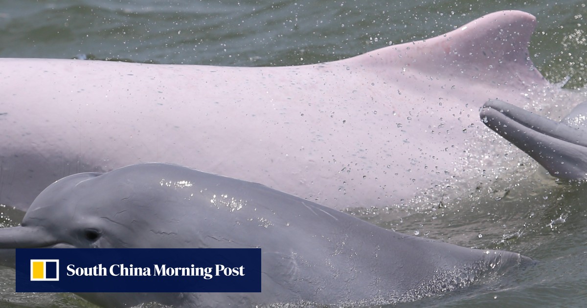 Can these three steps save the Chinese white dolphin in Hong Kong ...