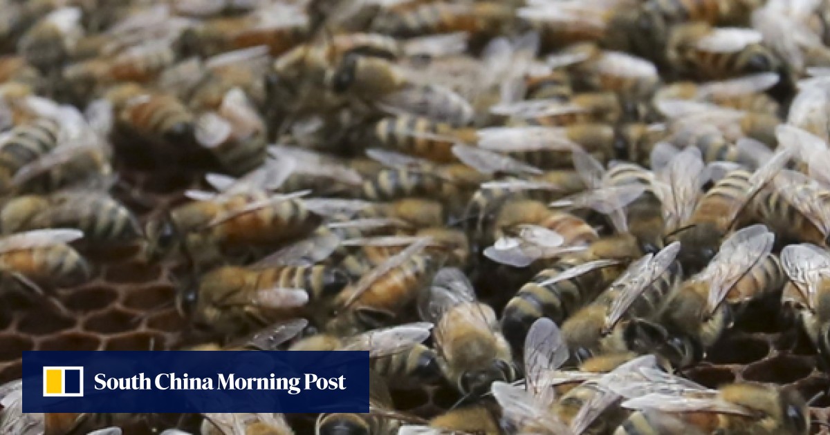Firefighters buzzing after clearing huge bees nest from Chinese man’s ...