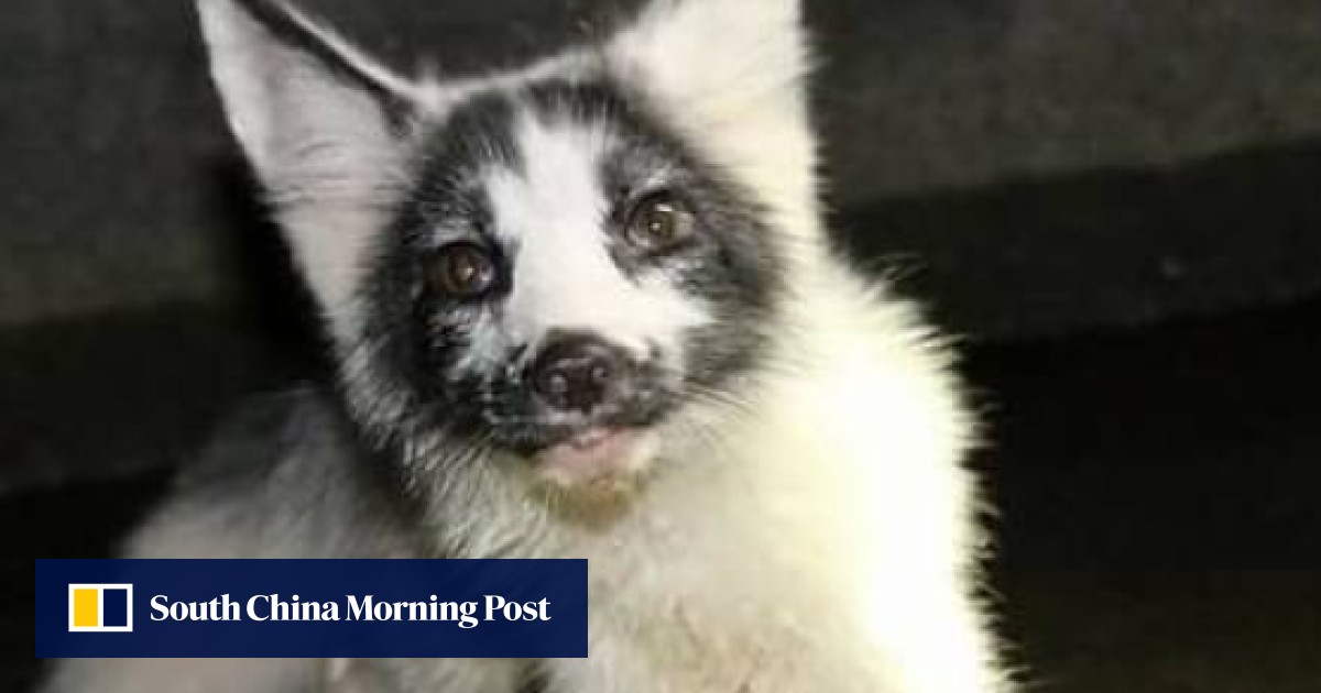 A long way from home: rare white fox found on Lantau hiking trail ...