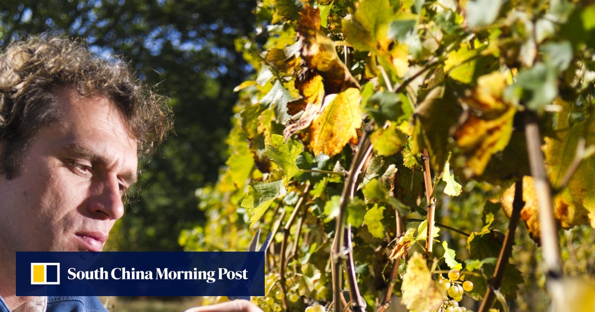 Slovenia’s winemakers produce stunning whites and seductive reds ...