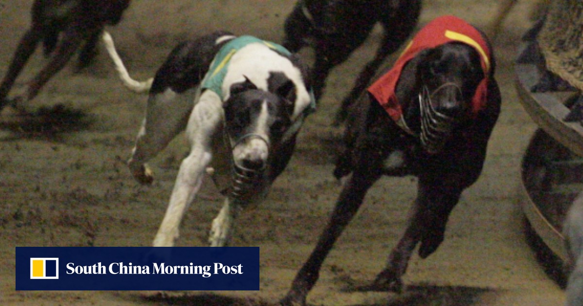 Final battle to save Macau’s exploited racing greyhounds | South China ...