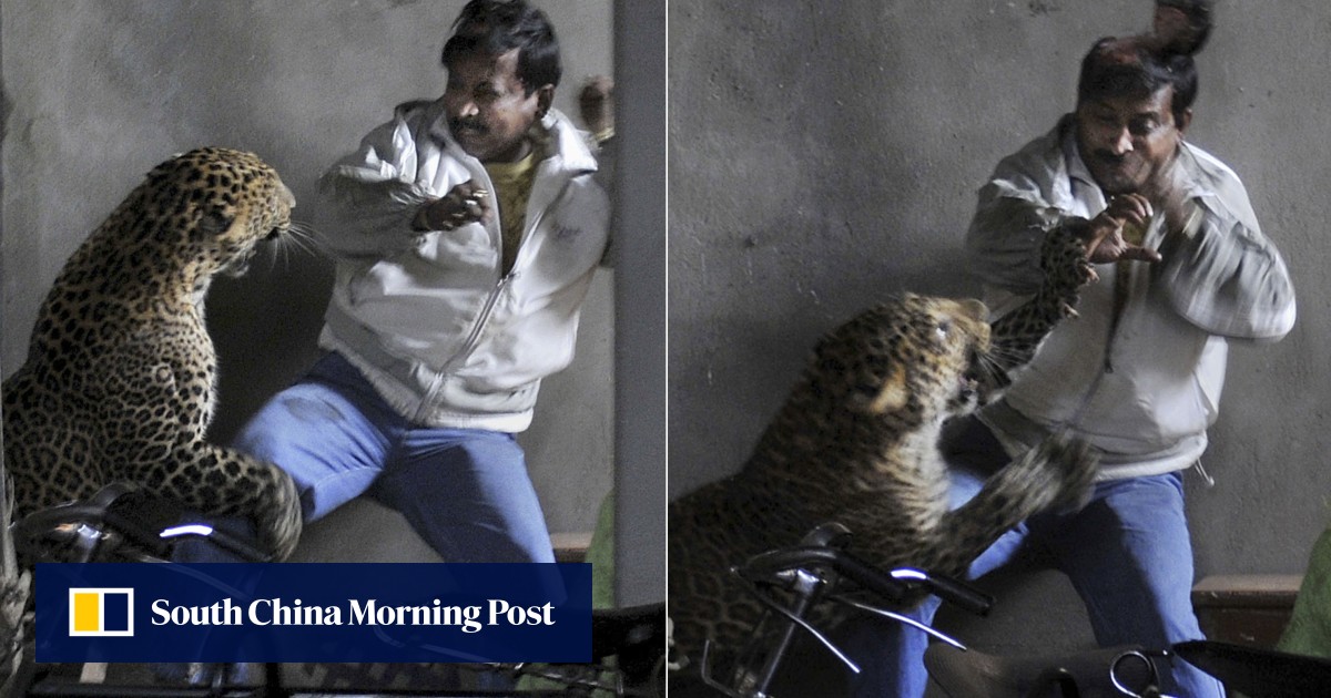 Tigers and elephants kill one person a day in India amid squeeze on ...