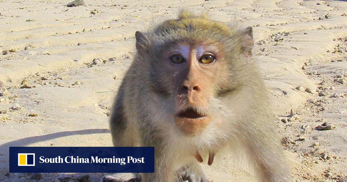 Shoot to kill: Indonesian authorities enlist snipers to take down wild ...