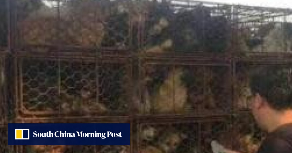 Chinese animal lovers stage highway rescue, paying US$3,000 ‘ransom’ to ...