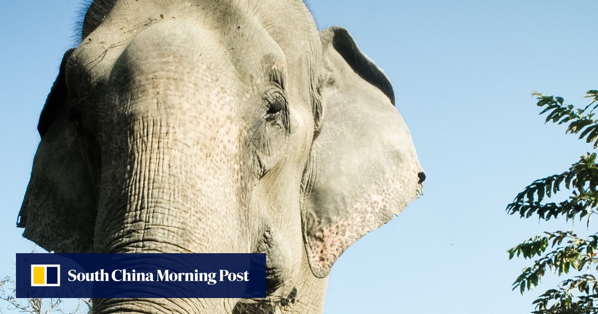 Shoot-to-kill: India hunts serial killer elephant that left 15 dead ...