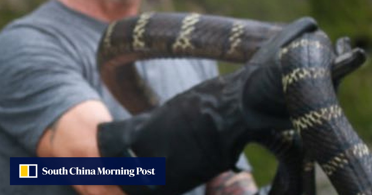 ‘I deserved what I got’: Contrite Hong Kong snake catcher hails ...