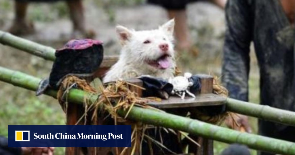 Ancient dog festival celebrates legend of heaven-sent canine in China ...