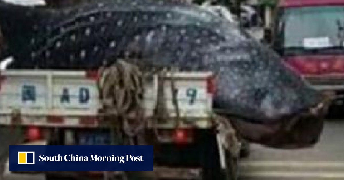 Chinese police net fisherman caught with huge endangered whale shark ...