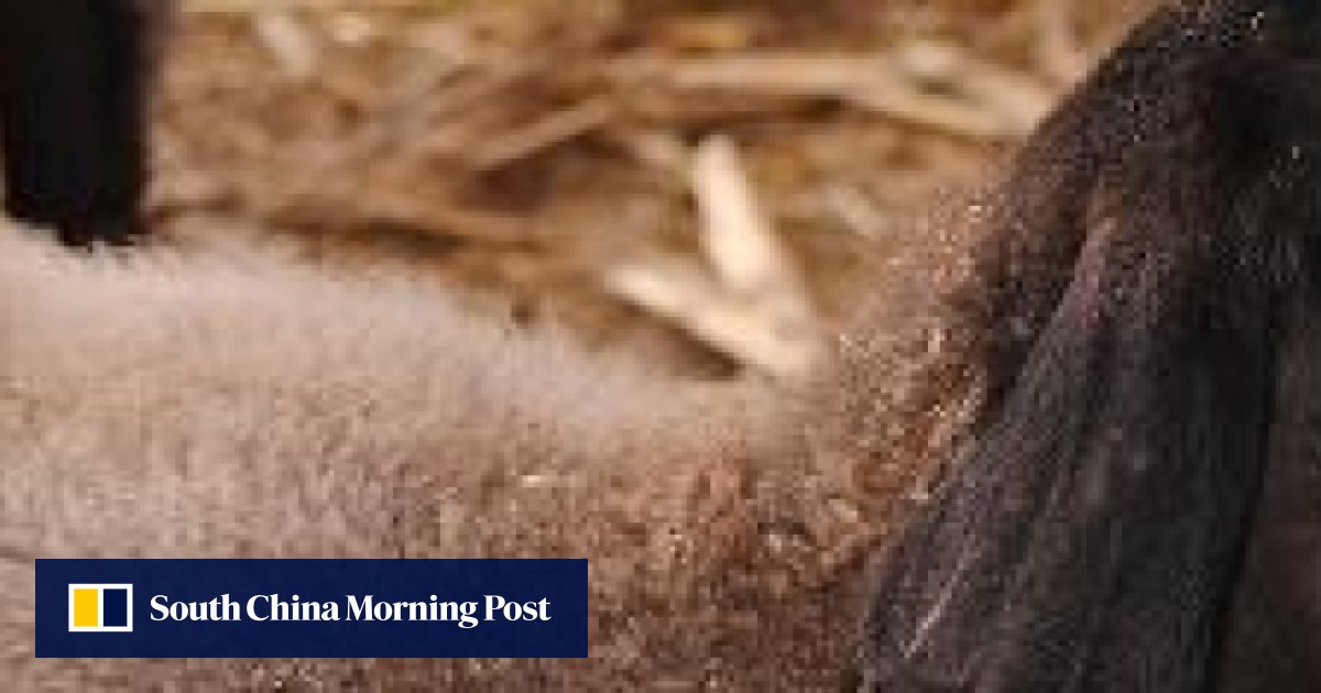 Xinjiang farmers turn fertile floppy-eared sheep breed into cash cow ...