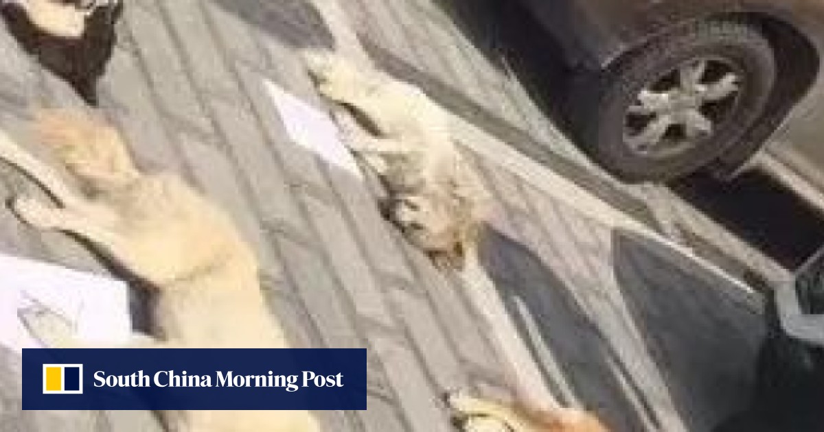 Chinese restaurateur accused of killing dogs to make stew | South China ...
