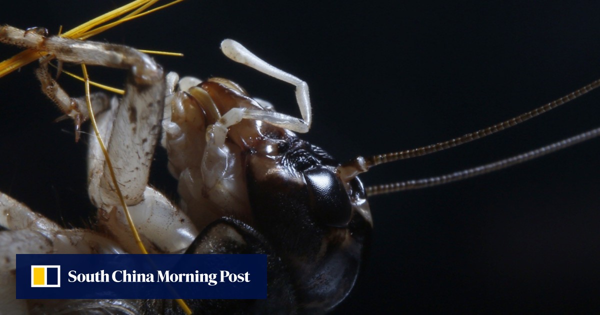 China’s cricket catchers cashing in on insects that can float like a ...