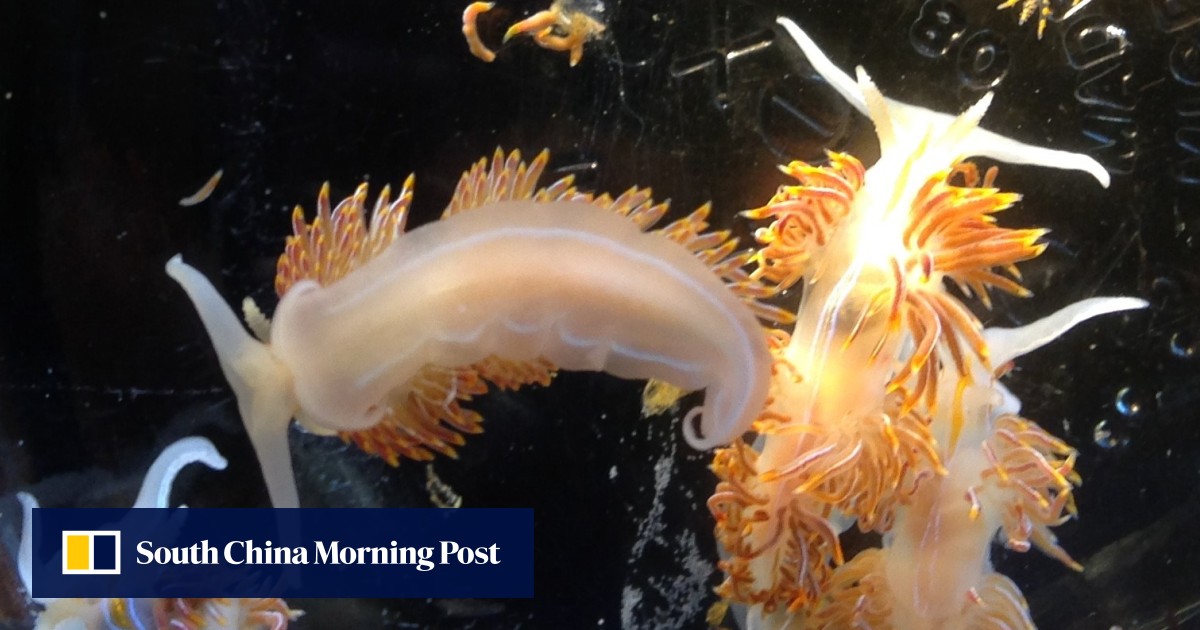 2011 tsunami carried a million Japanese sea creatures to US west coast ...