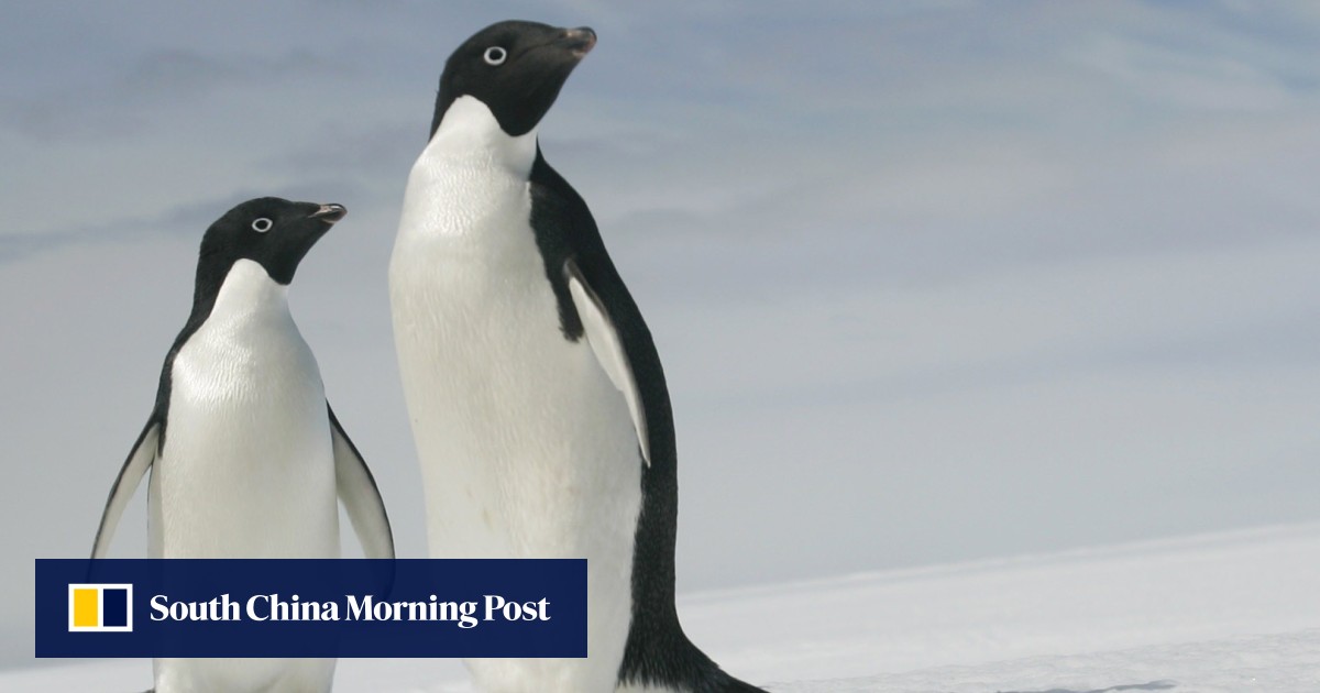 Penguin catastrophe: only two chicks survive, thousands dead, in East ...
