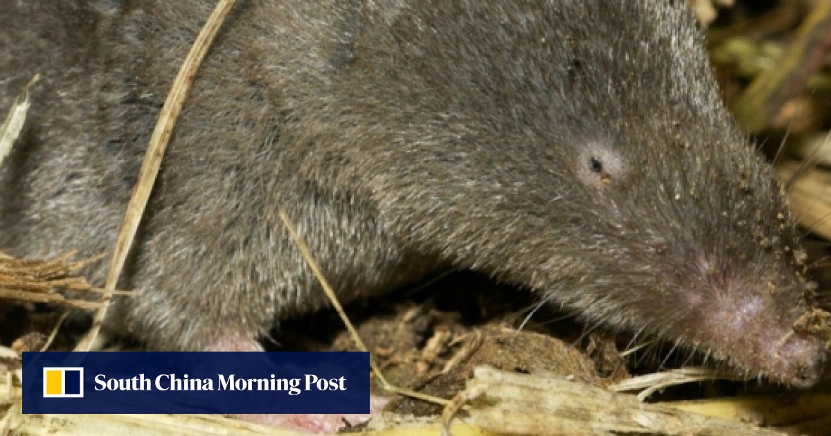 Shrews’ skulls and brains shrink in winter, then grow back, study finds ...