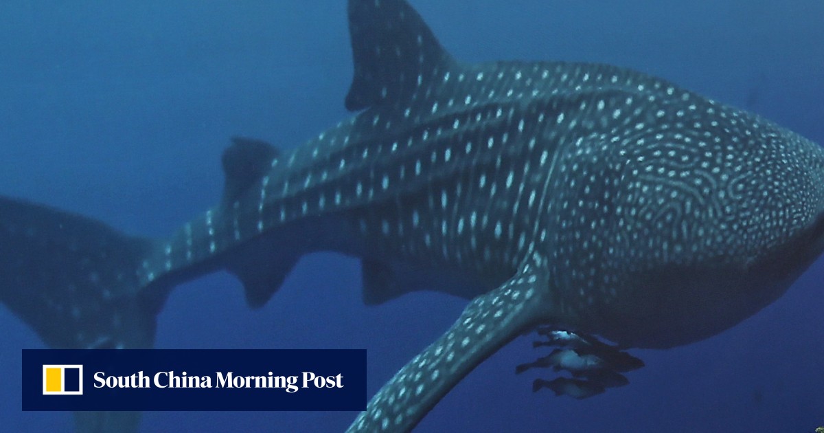 Heavy on light? Hong Kong LED screen size of five tennis courts sparks ...