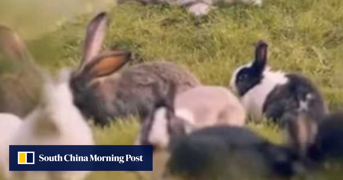 ‘Multiply like rabbits’, Polish government tells its citizens to ...