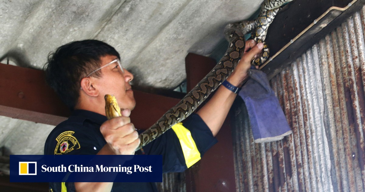 Bangkok firefighters catch more snakes than put out fires – and city’s ...