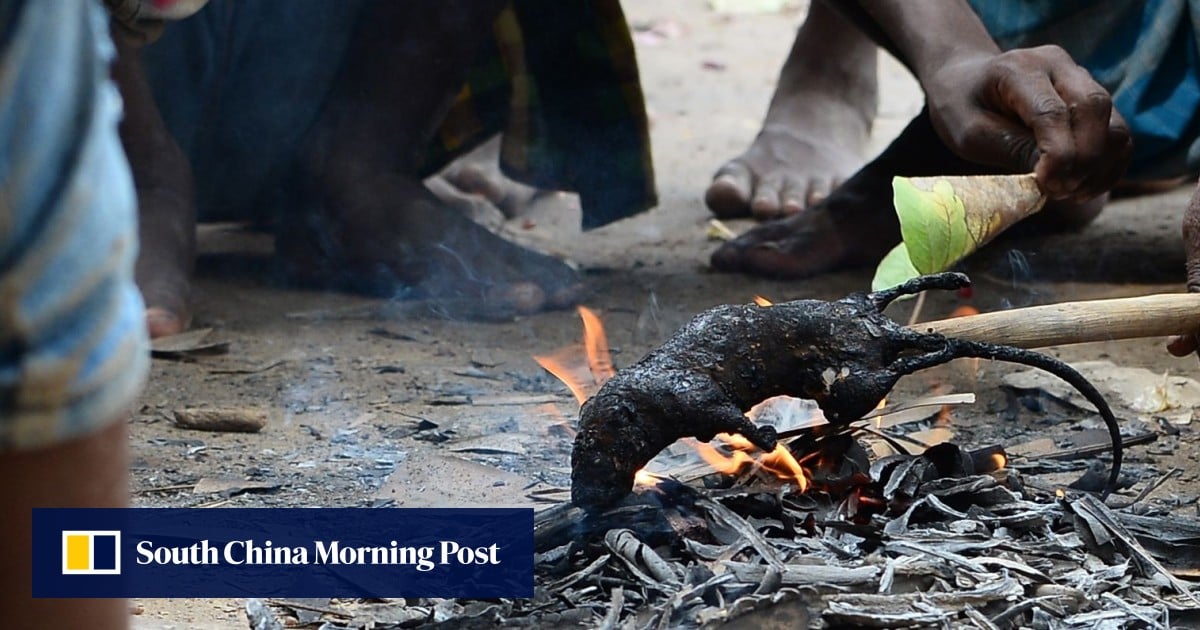 India’s ‘Rat Eaters’ are so poor that even the Dalits look down on them ...