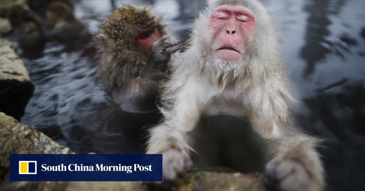 Female monkeys are having sexual interactions with deer in Japan and ...