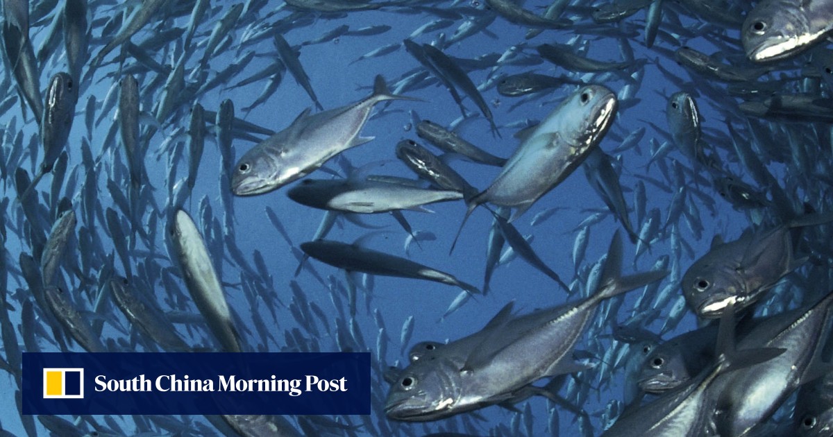 The ‘Indo-Pacific’ is really nothing new, just ask the fish | South ...