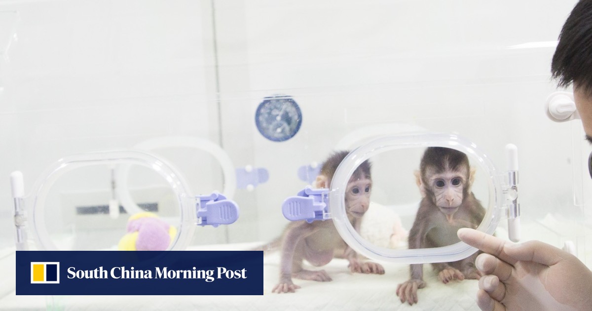 China’s success in cloning monkeys was a victory for hard work, not new ...