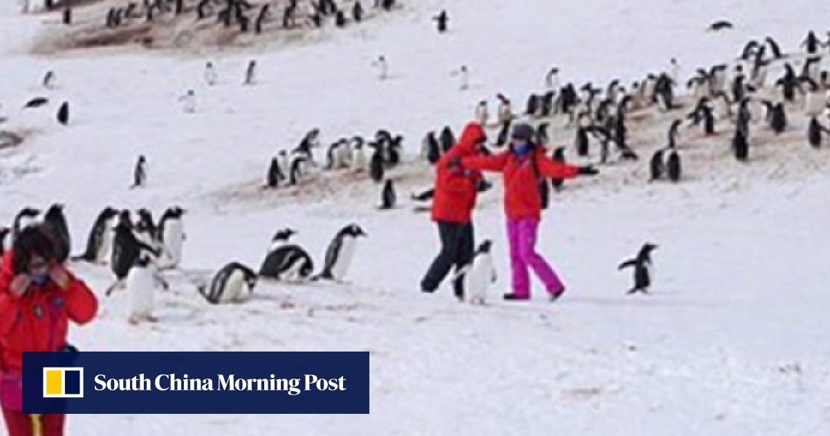 Hands off the penguins, China tells its tourists to Antarctica | South ...