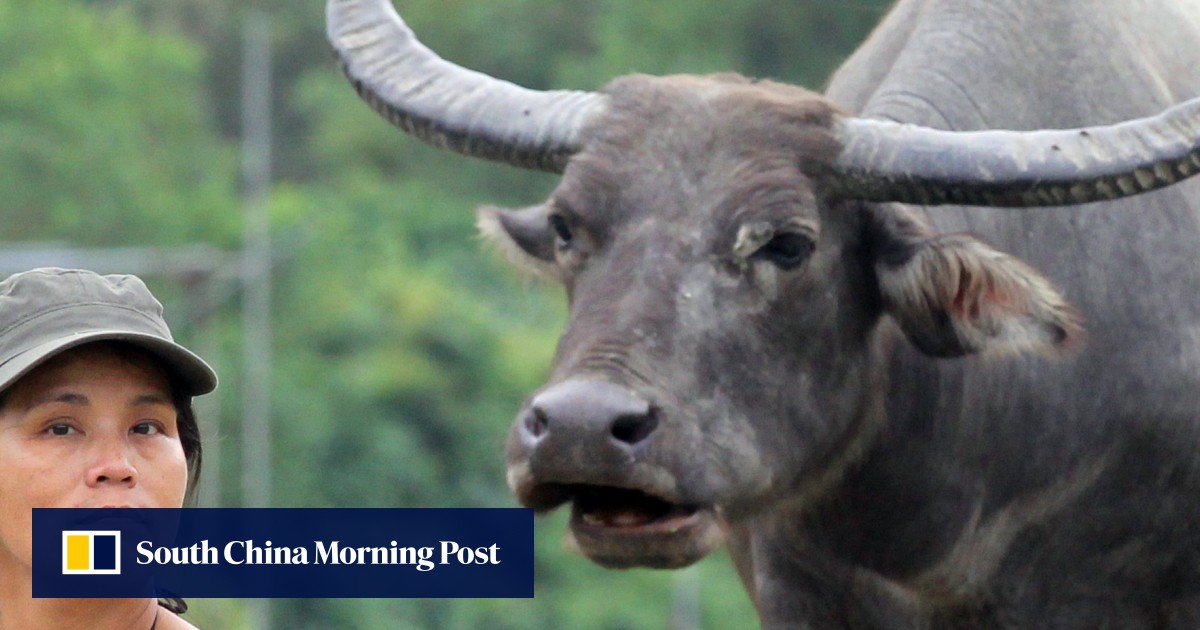 Horns of a dilemma: what can be done about Hong Kong’s feral cows ...