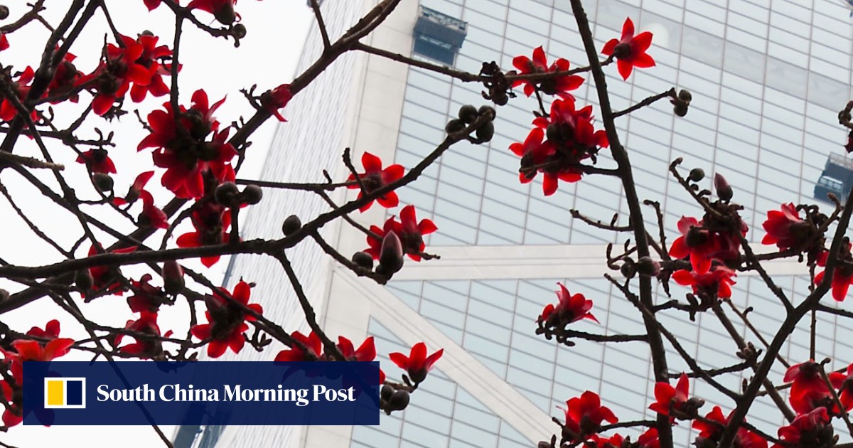 Trees of Hong Kong and their flowers: spring blossoms and where to find ...