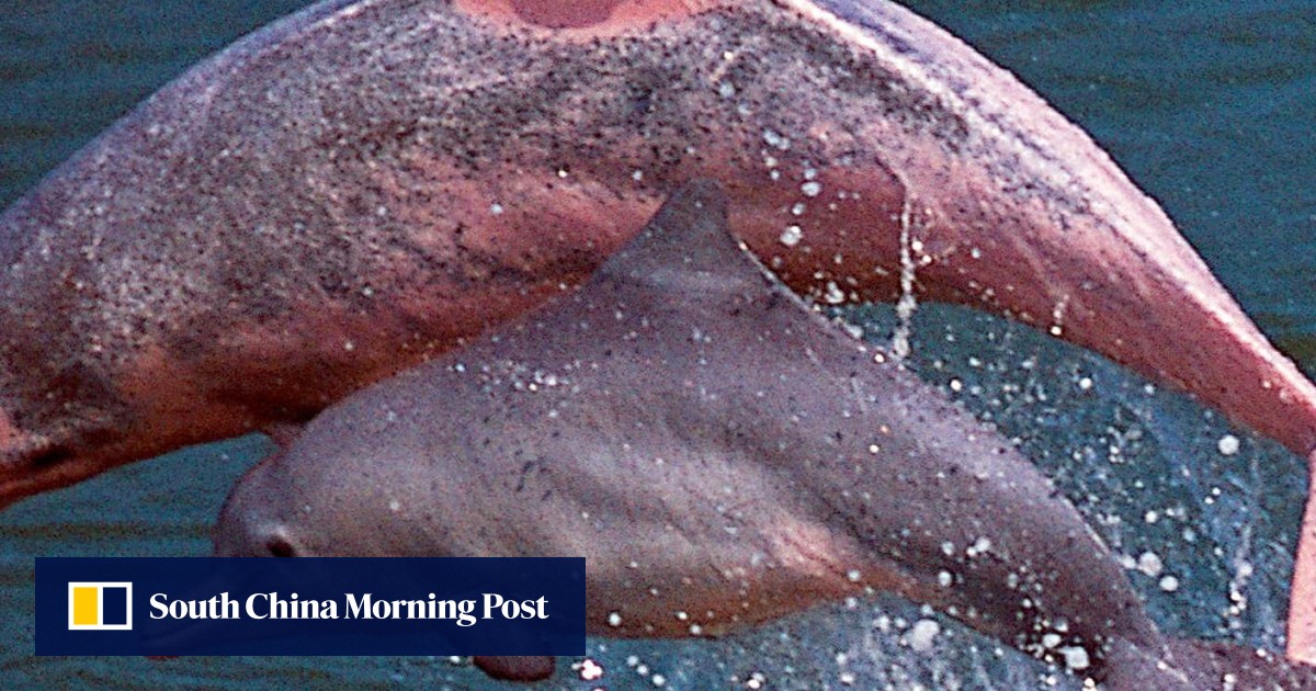 WWF backs Hong Kong teen’s campaign to save rare Chinese white dolphins ...