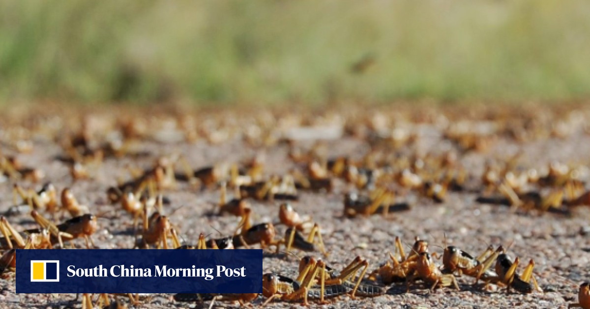 By fair means or fowl: how Chinese herdsmen are planning to stop a ...