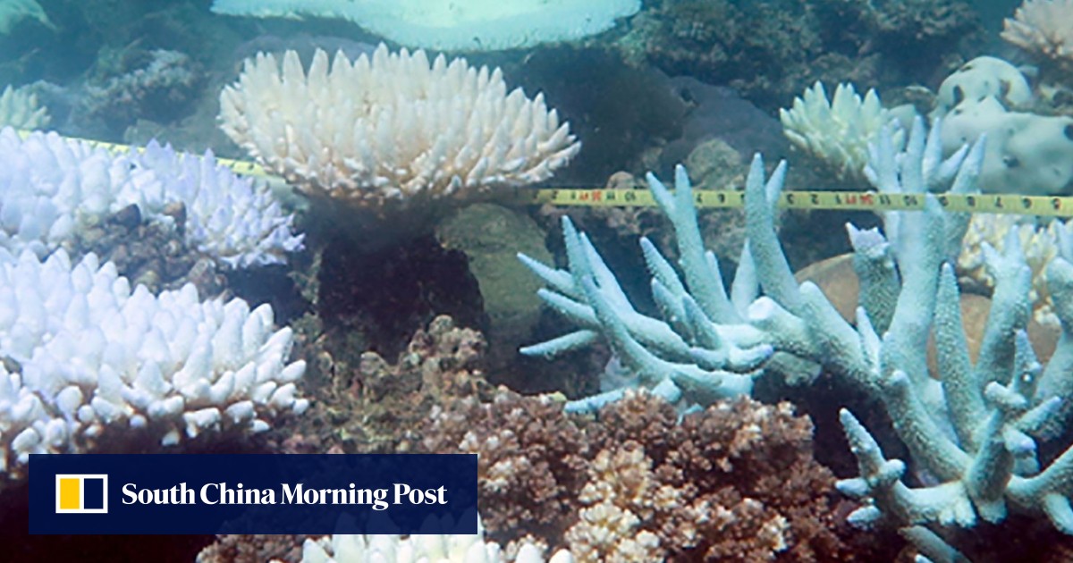 One third of Great Barrier Reef corals killed in marine heatwave in ...
