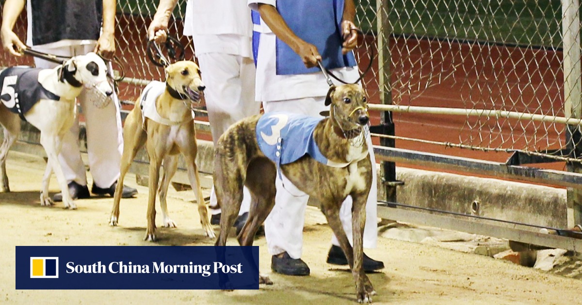 After Macau closes Asia’s only greyhound racing facility, what will ...