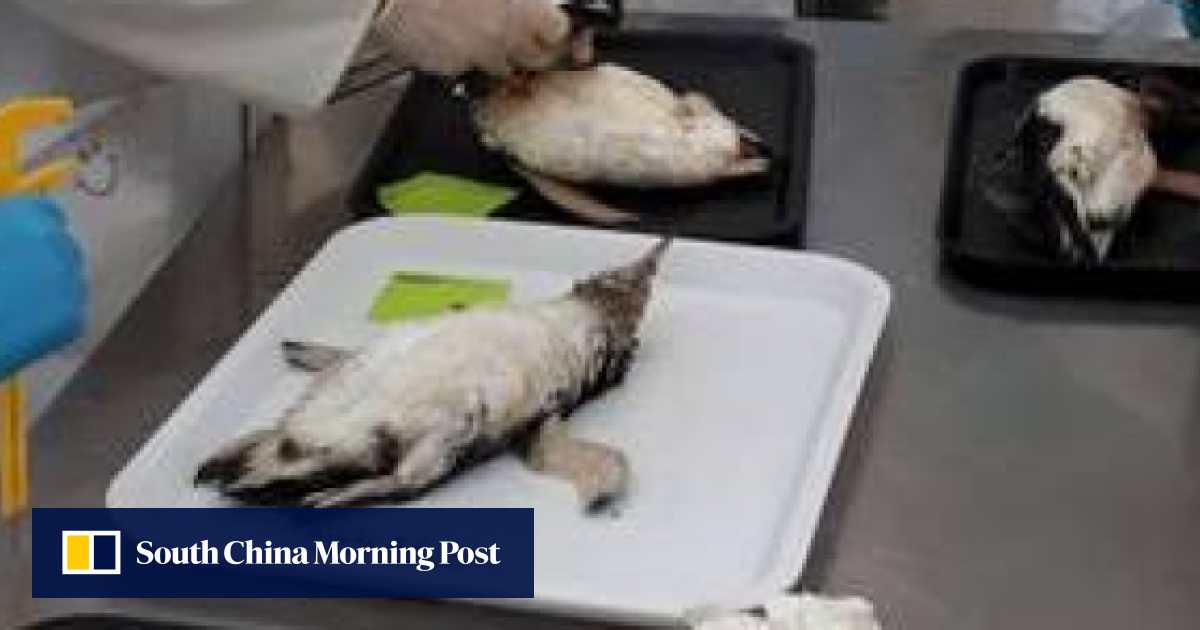 Mass penguin deaths in New Zealand a climate change ‘wake-up call ...
