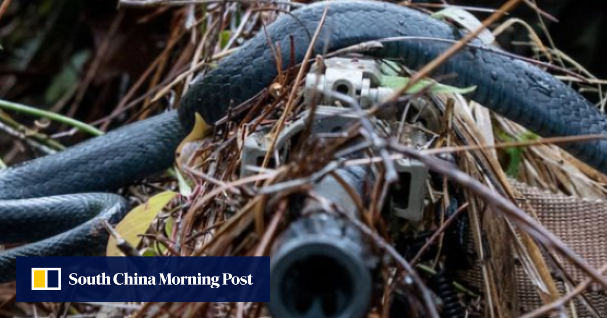 Photo shows a snake slithering over a hidden US Army sniper’s rifle as ...