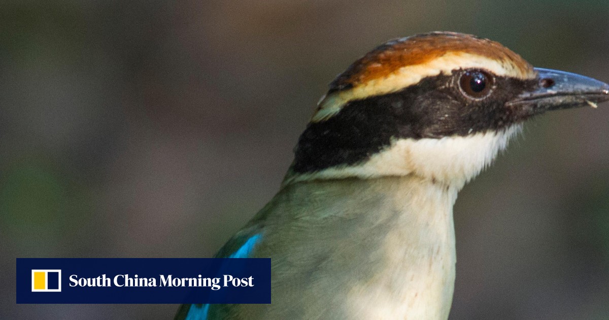 One in 10 Hong Kong bird species at risk of extinction: can they be ...